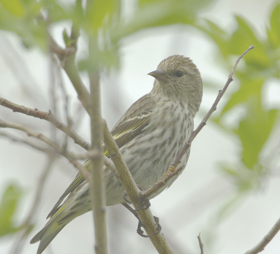 Pine Siskin Carduelis Pinus